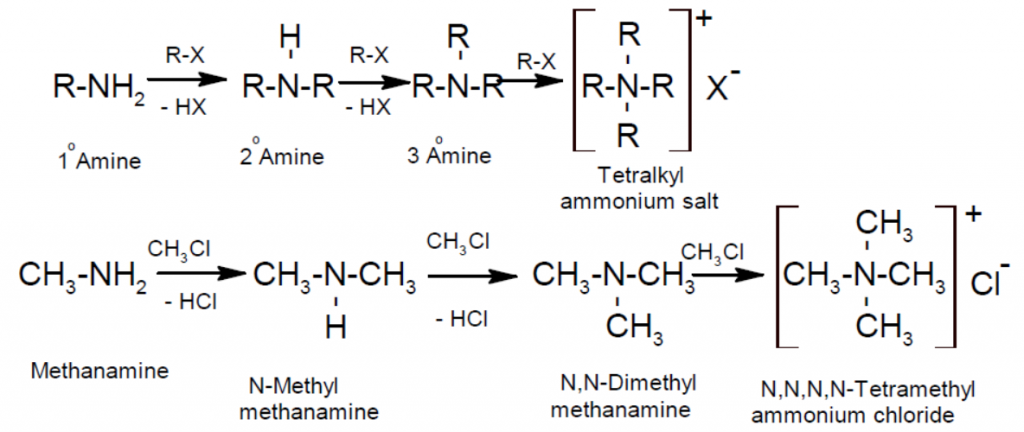 Amine | NEB Grade 12 Notes | Organic Chemistry | Sajha Notes