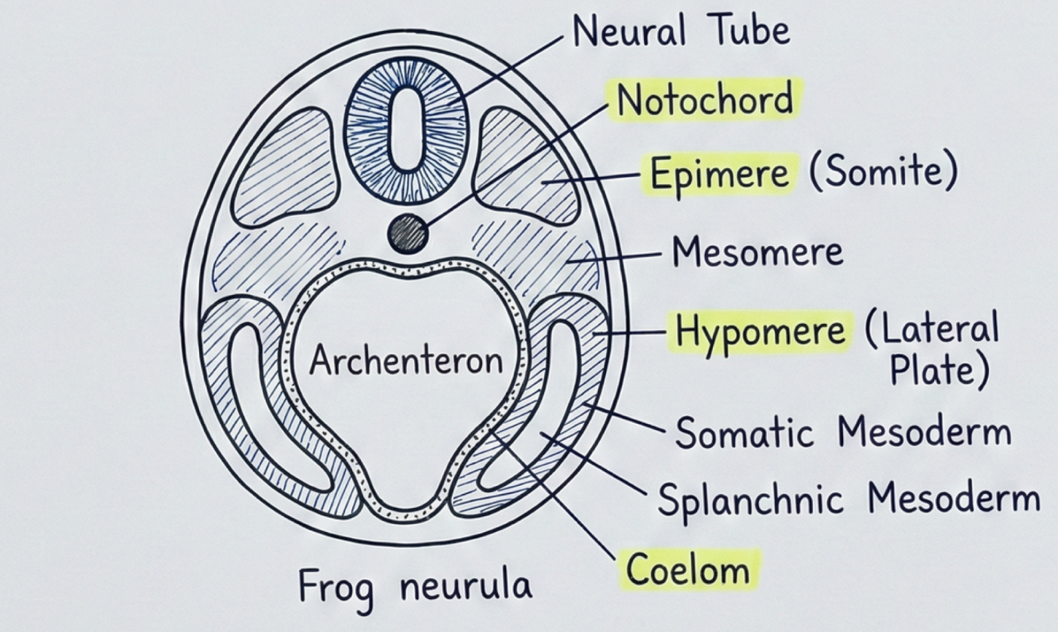 Development of frog | Biology Notes(NEB/NCERT/MBBS) | Sajha Notes